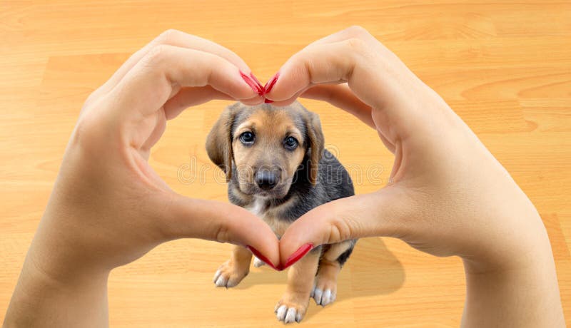 Amor del perro foto de archivo. Imagen de mascota, lindo - 102398222