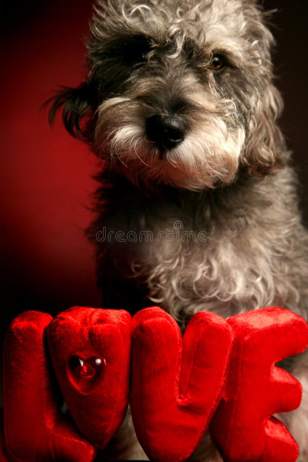 Amor del perro foto de archivo. Imagen de perro, éxtasis - 8101104