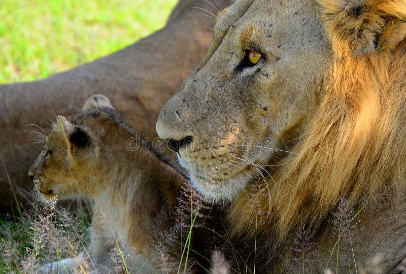 Amor paternal foto de archivo. Imagen de niño, hombre - 6797364