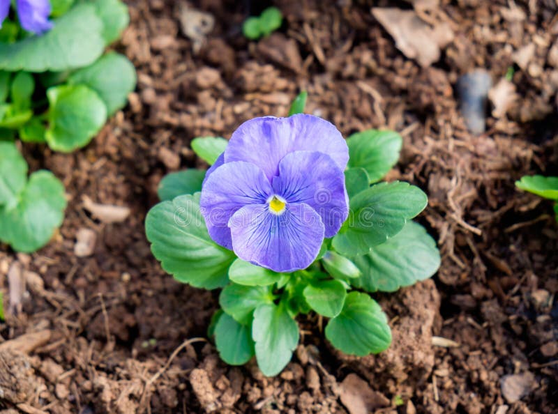 Amor Perfeito, Cornuta Da Viola, Flor Roxa Imagem de Stock - Imagem de ...