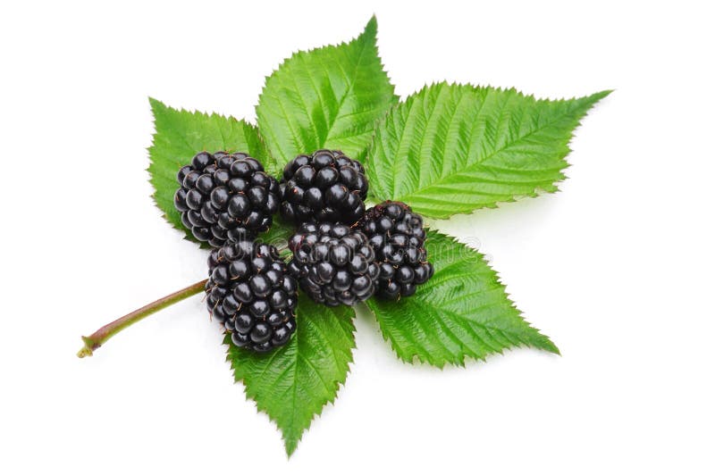 Amora foto de stock. Imagem de flora, nutritivo, vermelho - 45576120