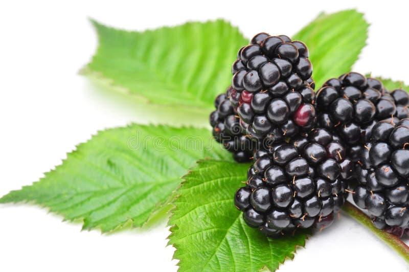 Amora foto de stock. Imagem de flora, nutritivo, vermelho - 45576120