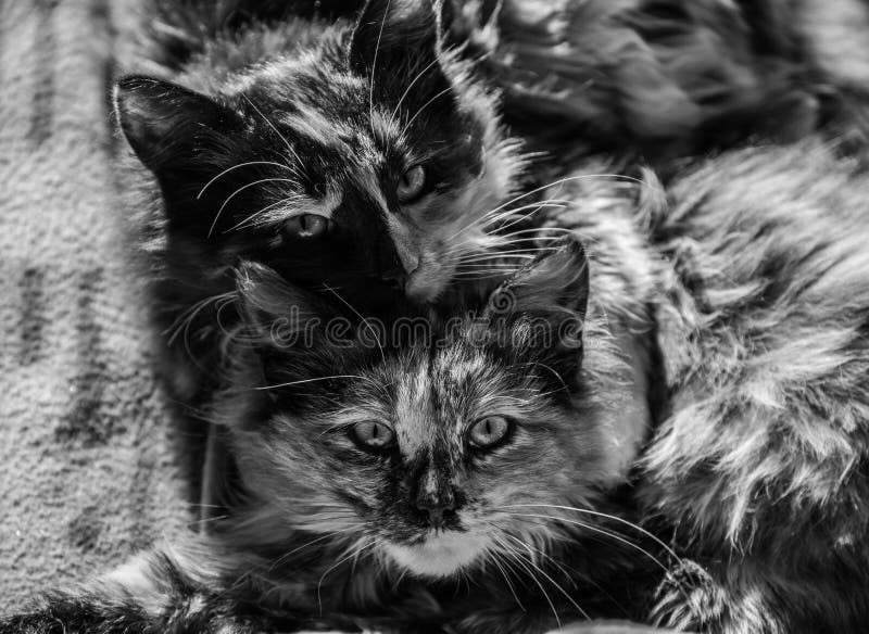 Una Foto Di Due Gatti Nell'amore Immagine Stock - Immagine di animali ...