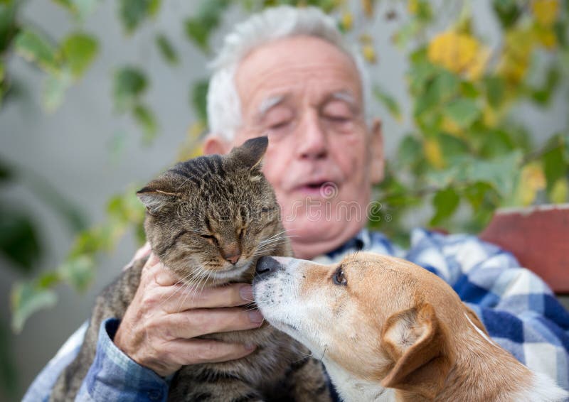 Amore del gatto e del cane immagine stock. Immagine di invecchiato ...