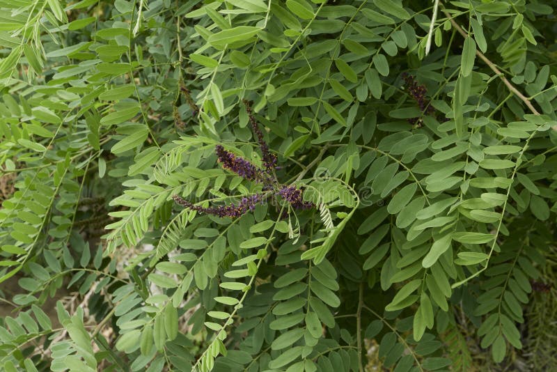 Amorpha Fruticosa Shrub in Bloom Stock Image - Image of growth ...