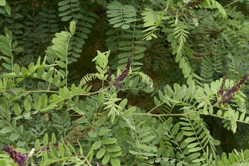 Amorpha Fruticosa Shrub in Bloom Stock Image - Image of desert ...
