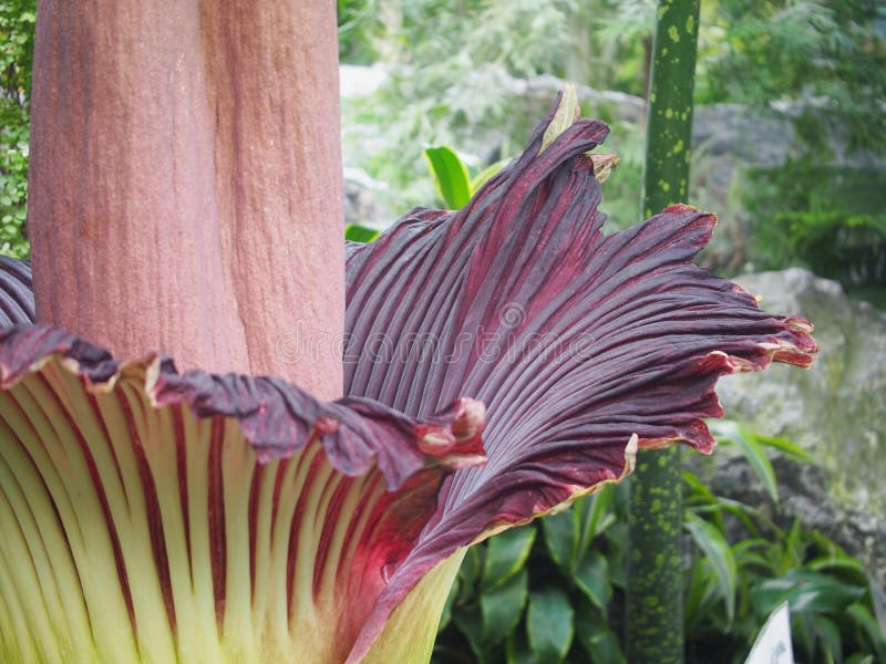 Amorphophallus Titanum (Corpse Flower) in Full Bloom in the US Botanic ...