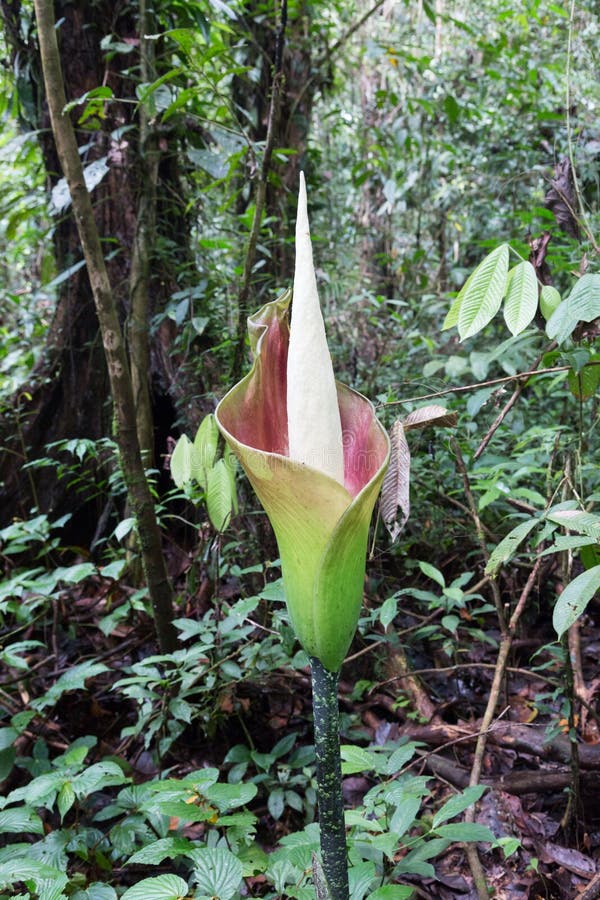 Amorphophallus Titanum (Corpse Flower) in Full Bloom in the US Botanic ...