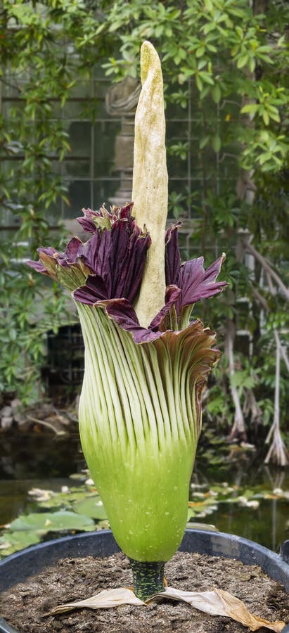 Amorphophallus Titanum (Corpse Flower) in Full Bloom in the US Botanic ...