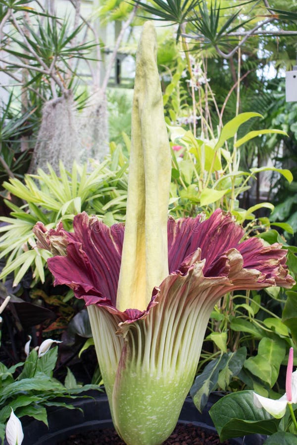 Amorphophullus Titanium ( Corpse Flower) Stock Photo - Image of corm ...