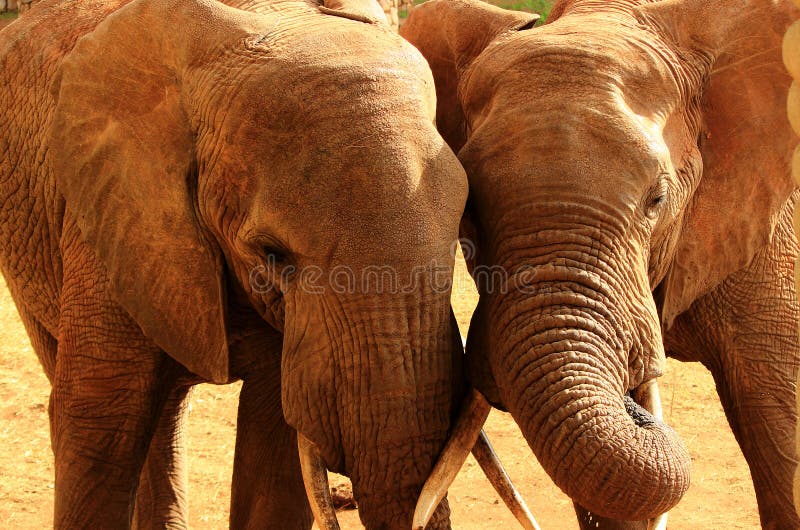 Amour d'éléphants photo stock. Image du animal, sensations - 33672364