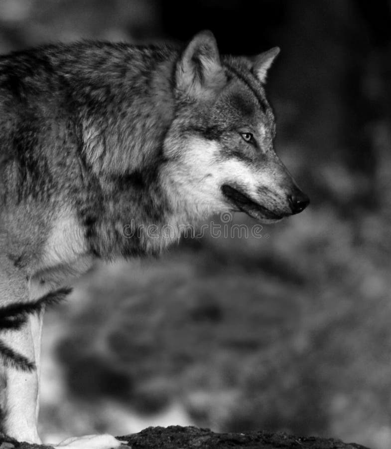 &white preto do lobo imagem de stock. Imagem de olhar - 643429