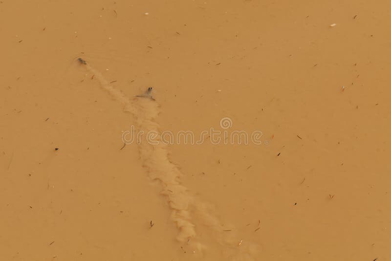 1,025 Amphibian Ranidae Frog Fauna Stock Photos - Free & Royalty-Free ...