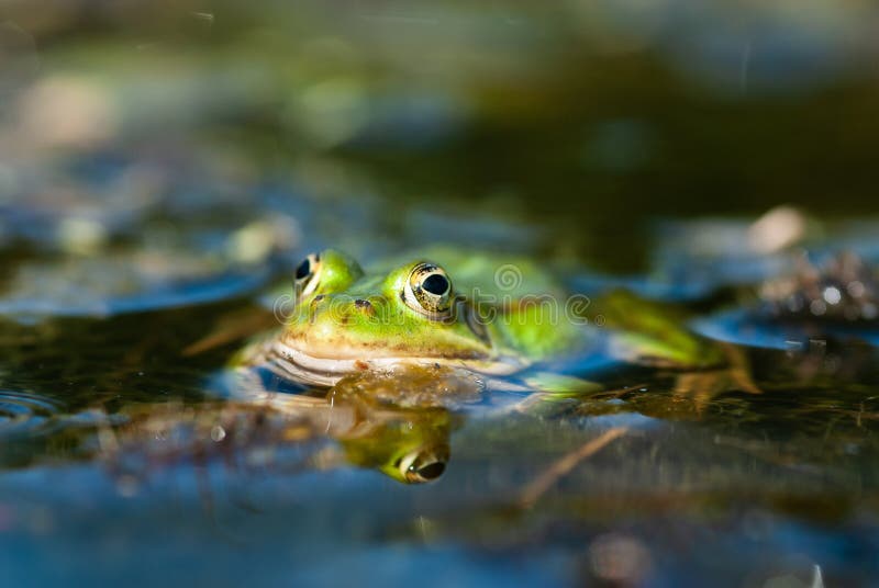 Amphibian Green Frog in the Water Big Eyes Stock Image - Image of ...