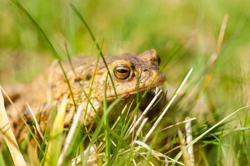 Amphibian Portrait Common Toad Stock Image - Image of toad, portrait ...