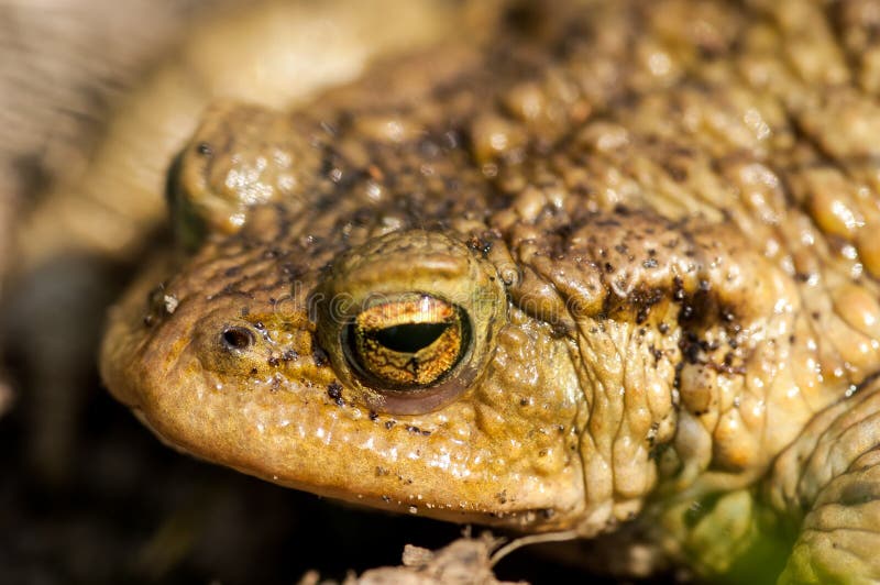 Amphibian Portrait Common Toad Stock Image - Image of ecology, toad ...