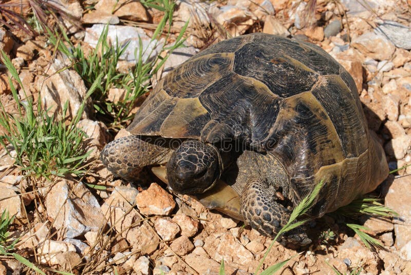 The Amphibian Turtle Crawls on the Ground. a Durable Shell Protects the ...