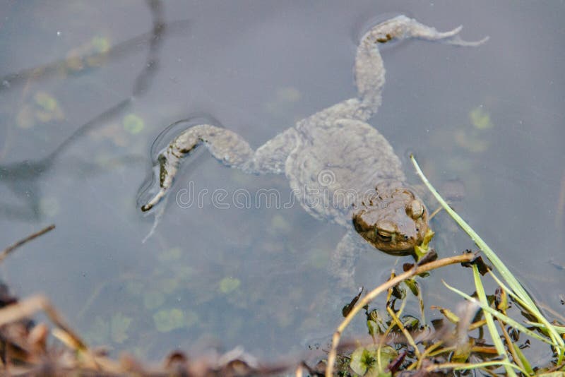 Amphibians. Toad Swims in Pond, Close-up Stock Photo - Image of ...