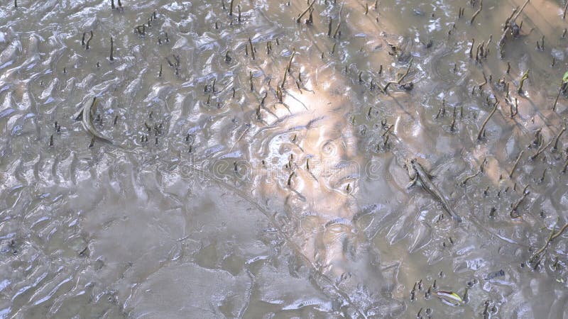 Amphibious fish crawling stock footage. Video of freshwater - 246598556