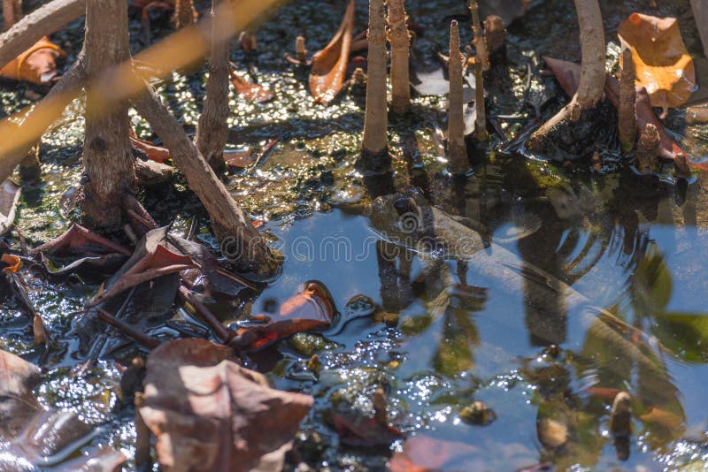 Amphibious Fish in Mangrove Forest . Stock Photo - Image of asian ...