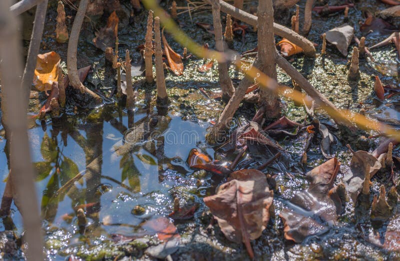 Amphibious Fish in Mangrove Forest . Stock Image - Image of ecology ...