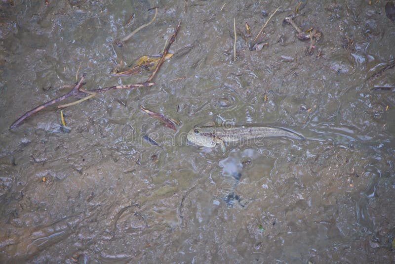 Amphibious fish stock image. Image of forest, amphibious - 35299961