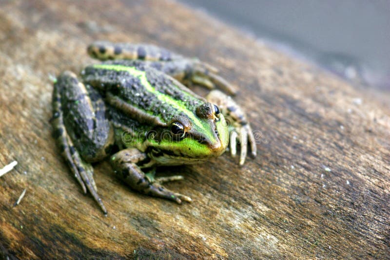 Amphibious frog stock photo. Image of water, membrane, masking - 212394