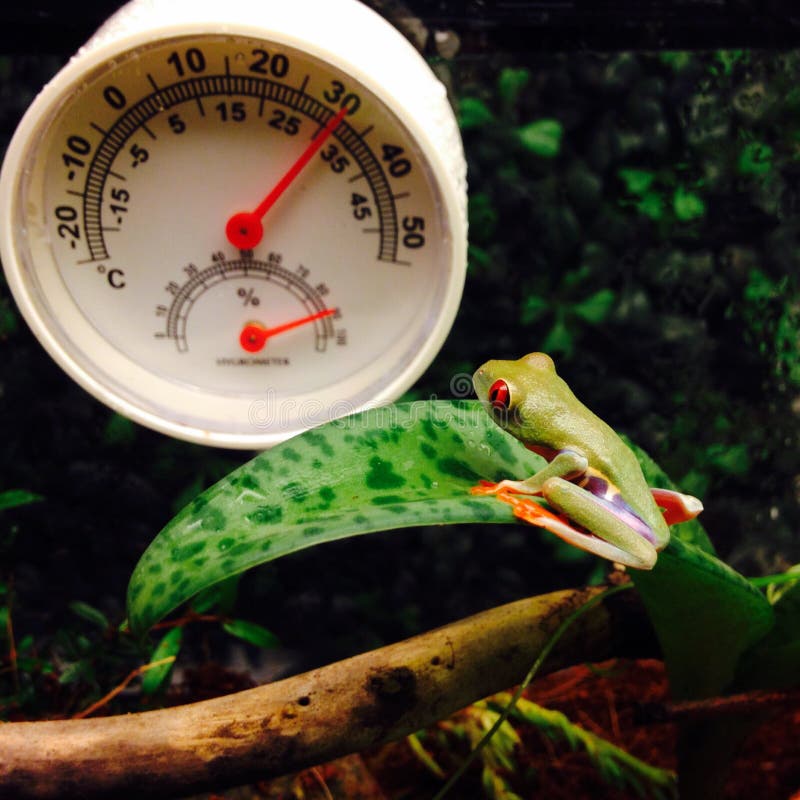 Redeye tree-frog stock photo. Image of tree, frog, tank - 121189004