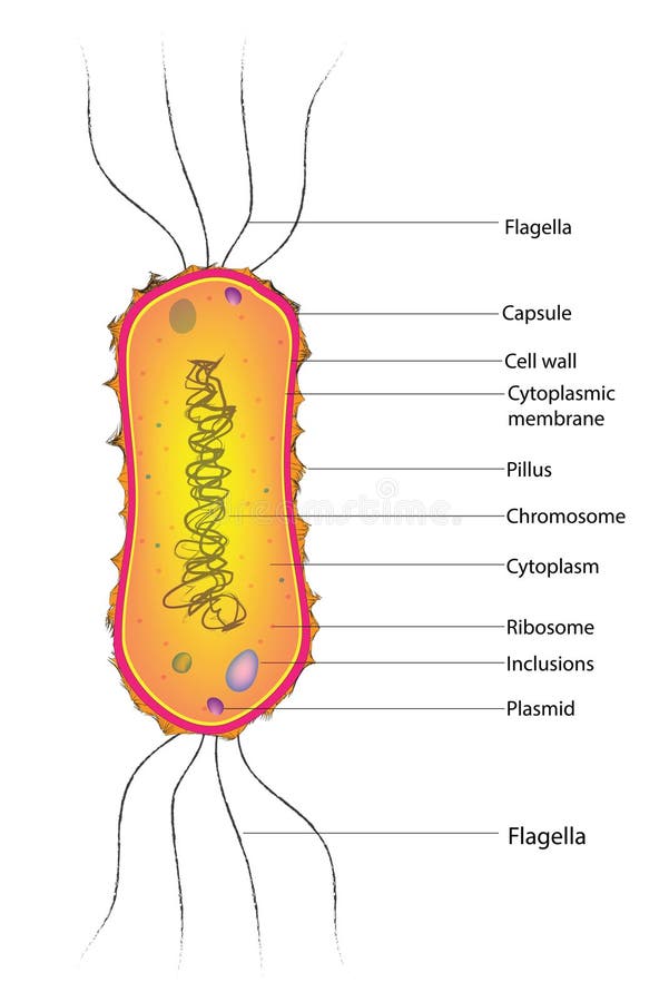 Diagram of Common Cell Types Stock Vector - Illustration of organism ...