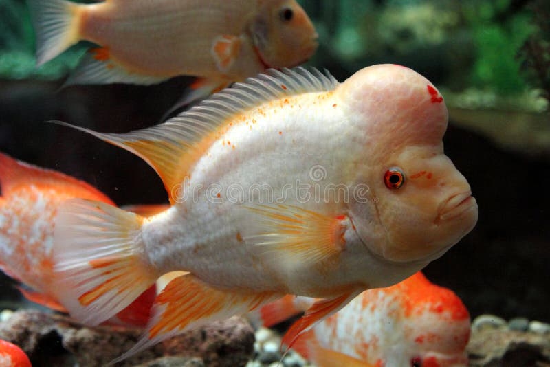 Amphilophus Citrinellus Fish Stock Photo - Image of citrinellus, marine ...