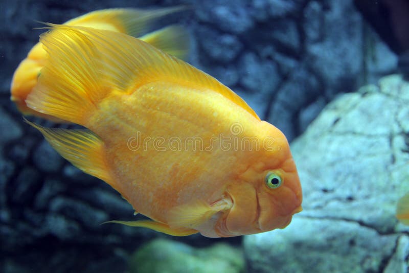 Amphilophus citrinellus stock image. Image of cichlasoma - 83767099