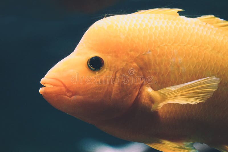 Amphilophus Citrinellus - Orange Fish Stock Image - Image of head ...