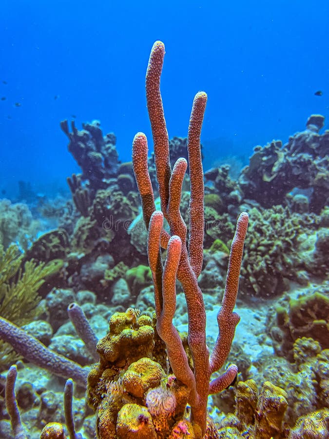 Amphimedon Compressa, Rope Sponge Stock Photo - Image of tubular ...