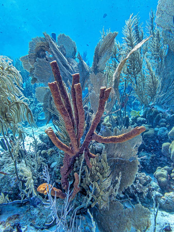 Amphimedon Compressa, Rope Sponge Stock Image - Image of tree, coral ...