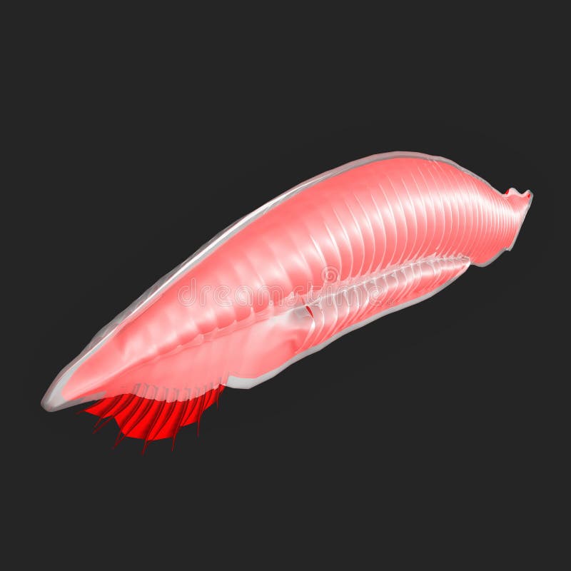 Amphioxus illustration stock. Illustration du sang, préhistorique ...