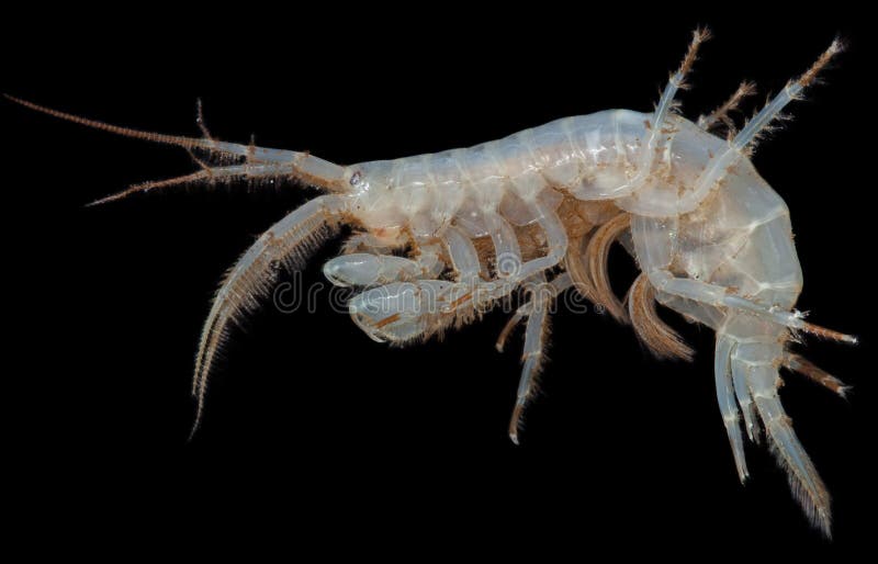 Amphipoda stock photo. Image of seascape, undersea, amphipod - 46994596