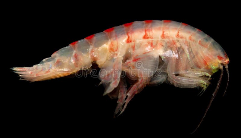Amphipoda stock photo. Image of marine, explore, nature - 30097446