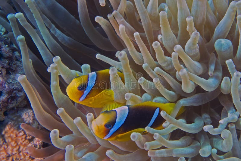 Amphiprion Bicinctus (Red Sea Clownfish) Stock Image - Image of fish ...