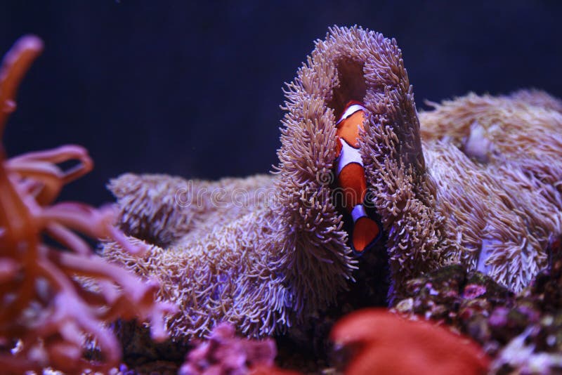 Amphiprioninae Nemo Hides in Coral Stock Photo - Image of stripe, hide ...