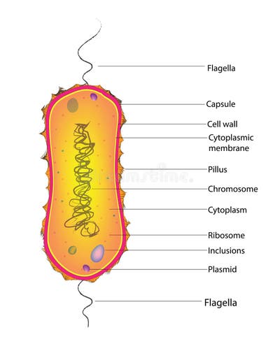 Single Cell Bacteria Diagram Stock Illustrations – 76 Single Cell ...