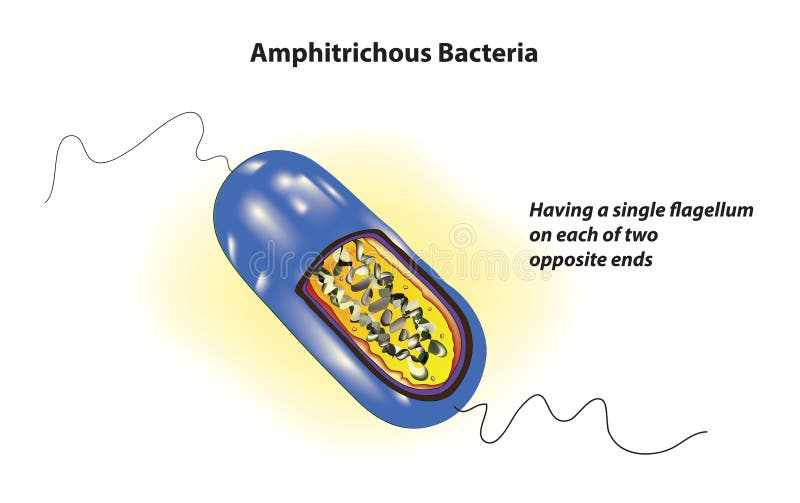 Amphitrichous Bacteria Structure Stock Vector - Illustration of plasmid ...