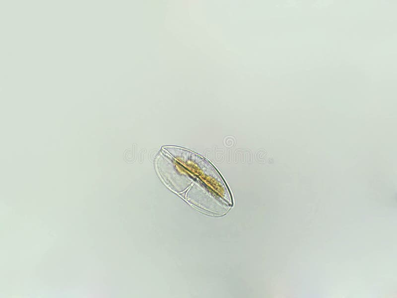 Amphora Sp. Algae Under Microscopic View Stock Photo - Image of ...