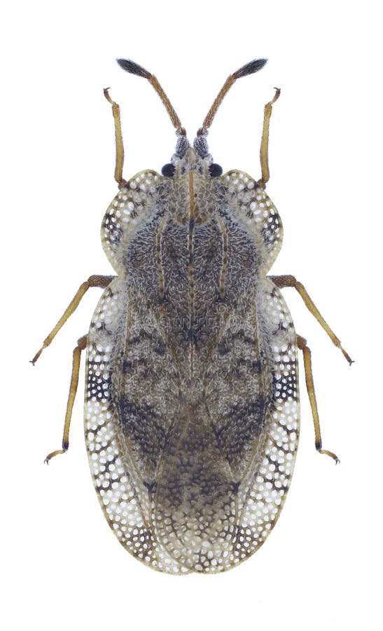 Ampliata De Tingis Del Insecto Imagen de archivo - Imagen de ...