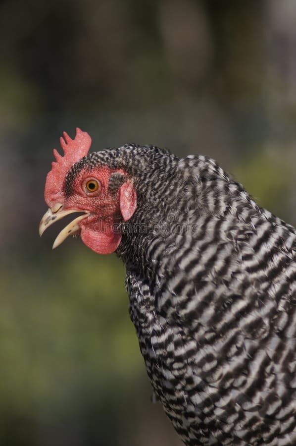 Amrock Hen Stock Photos - Free & Royalty-Free Stock Photos from Dreamstime