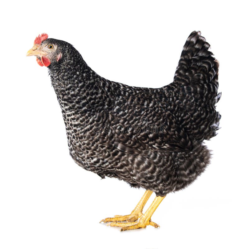 Amrock Chicken Stock Photos - Free & Royalty-Free Stock Photos from ...