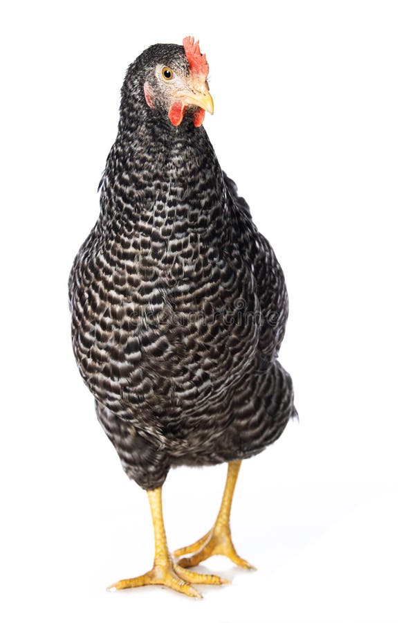 Amrock Hen Stock Photos - Free & Royalty-Free Stock Photos from Dreamstime