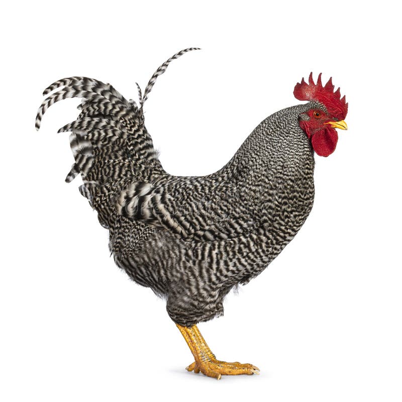 Amrock Rooster Stock Photos - Free & Royalty-Free Stock Photos from ...