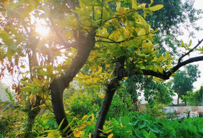 Amrud tree garden stock image. Image of green, branch - 222200719