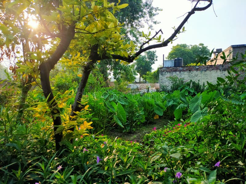 Amrud Tree Garden Stock Photos - Free & Royalty-Free Stock Photos from ...