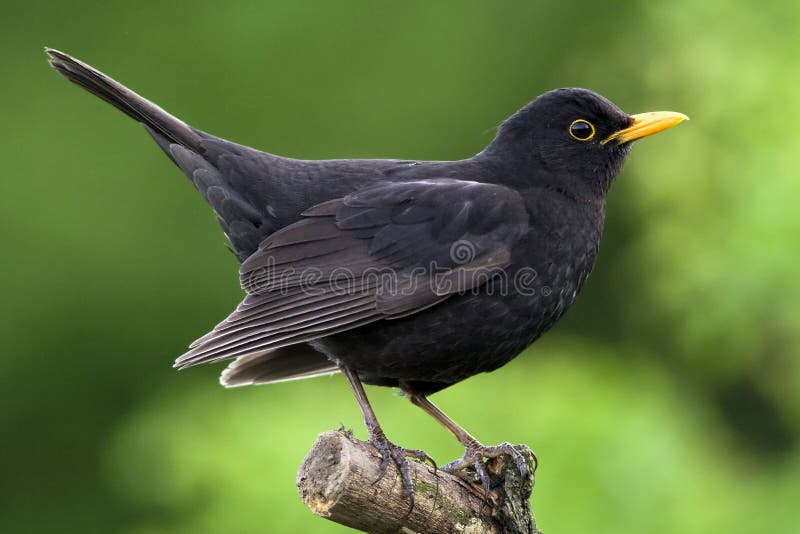 Amsel stockfoto. Bild von stehen, tier, baum, gesicht - 25077348